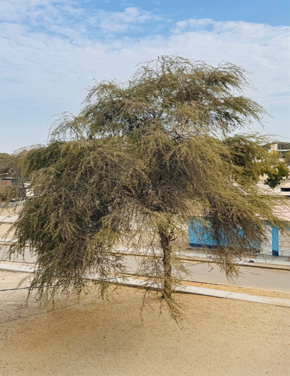 Algarrobo: The Tree of Life in Northern Peru